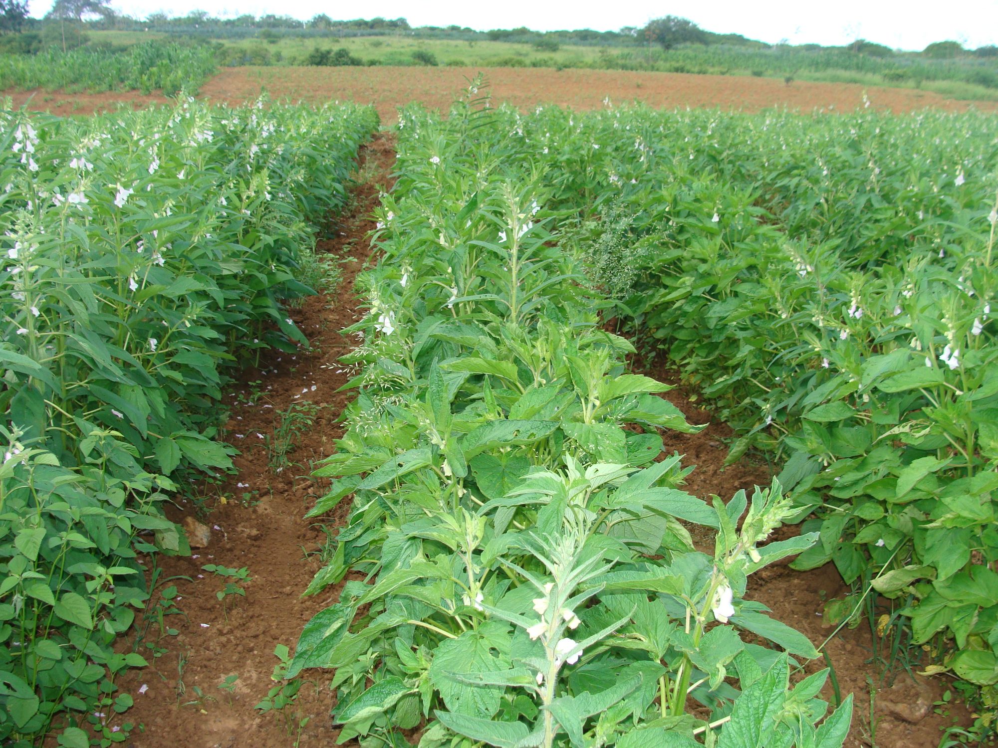 Como aumentar a produção do gergelim com adubo orgânico - Canal Agro ...