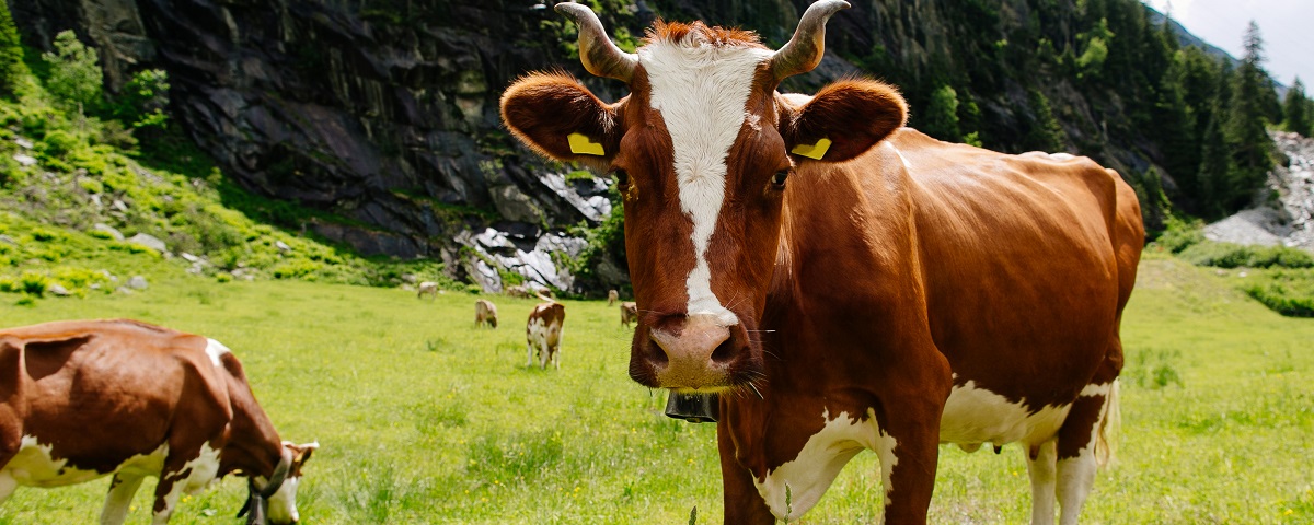 Como a pecuária pode ser mais sustentável? - Summit Agro