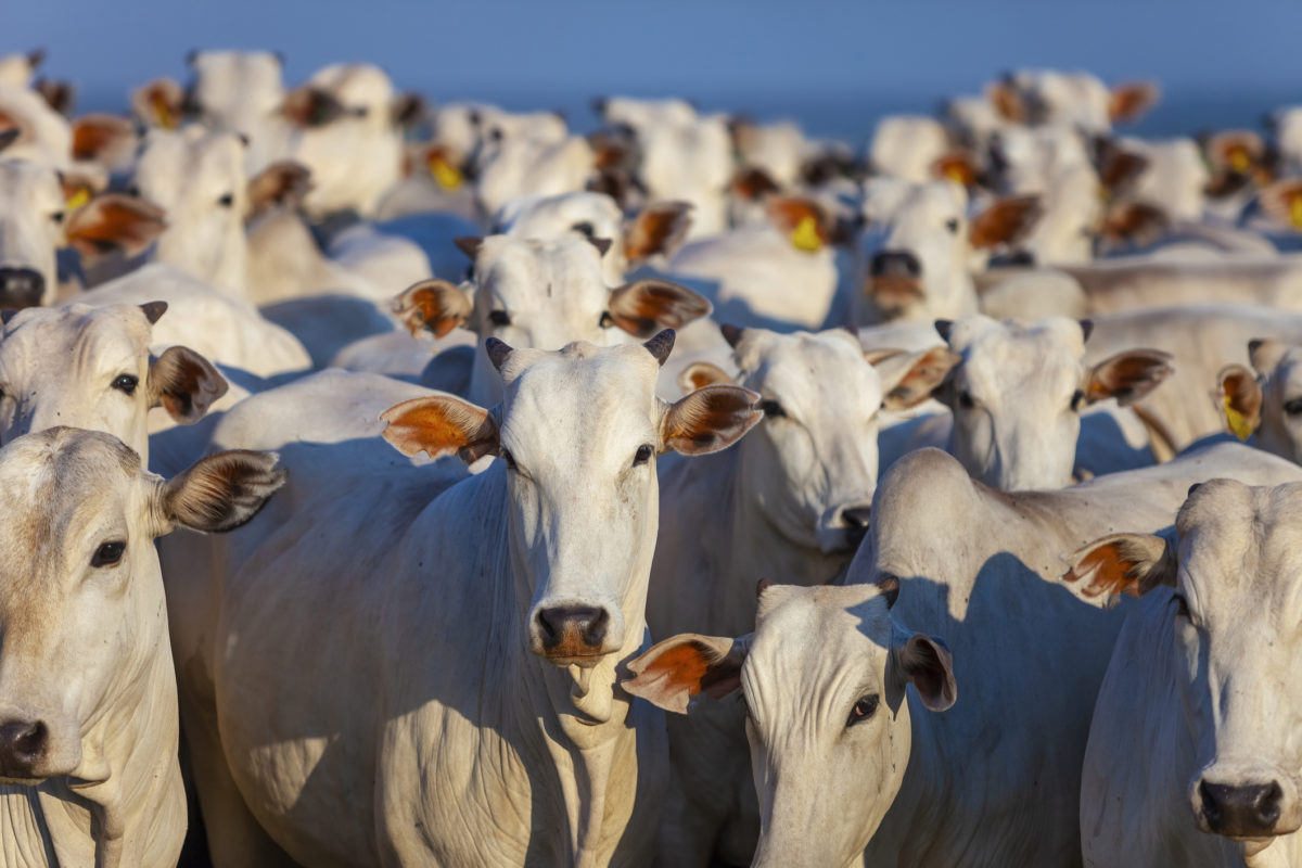 A revolução silenciosa da pecuária - Summit Agro