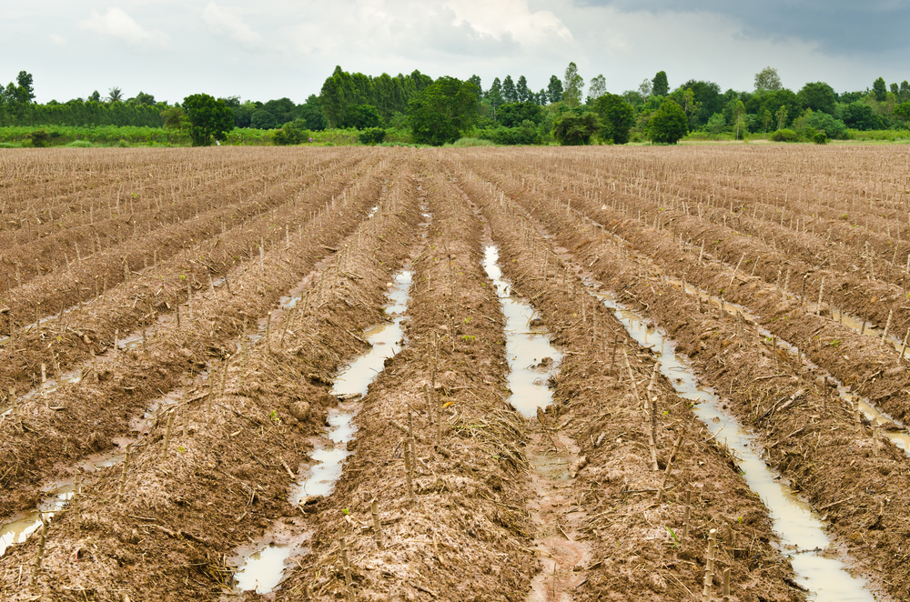 Solo Arenoso é Bom Para Plantar - FDPLEARN
