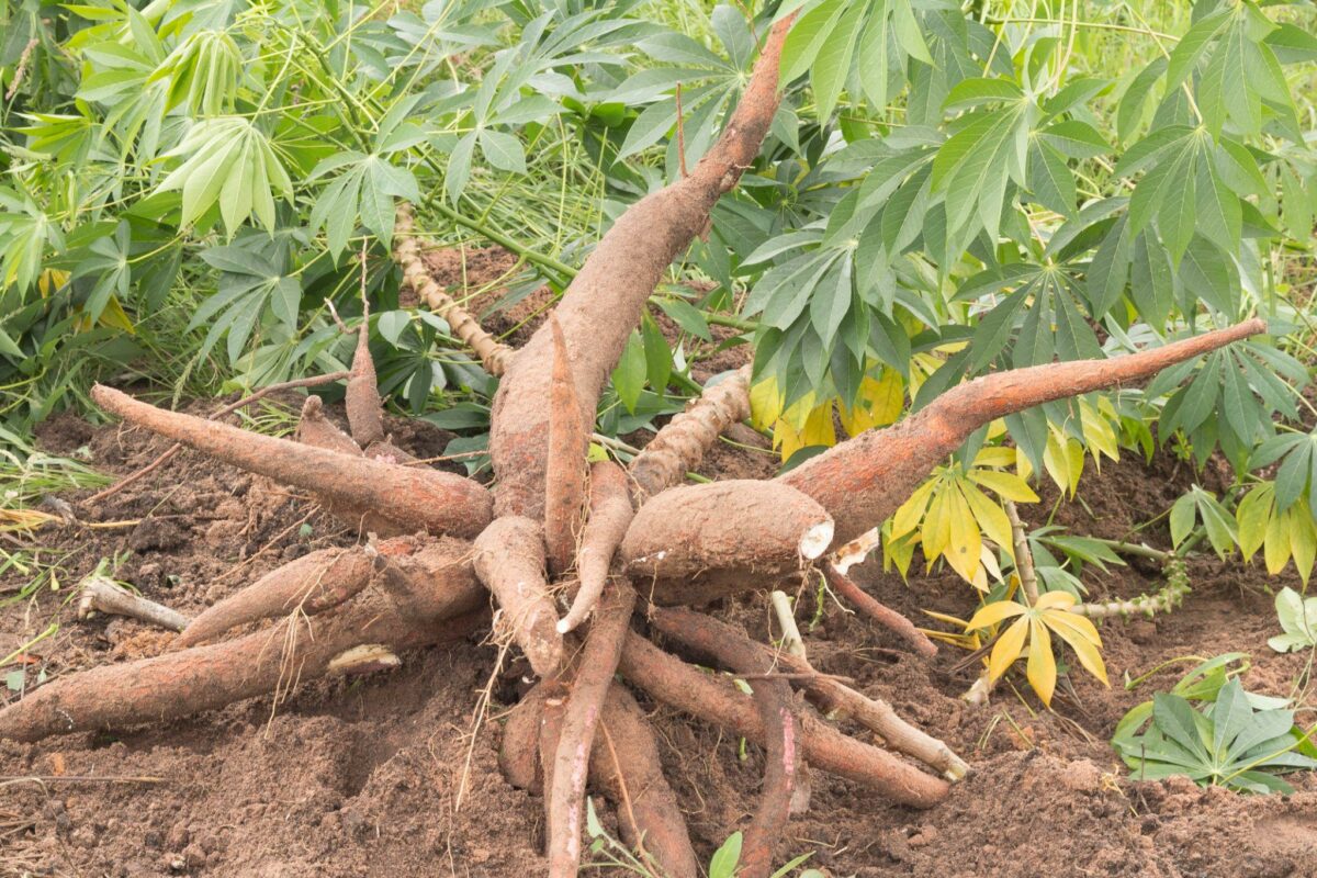 Amapá apresenta inovação no plantio de mandioca - Summit Agro
