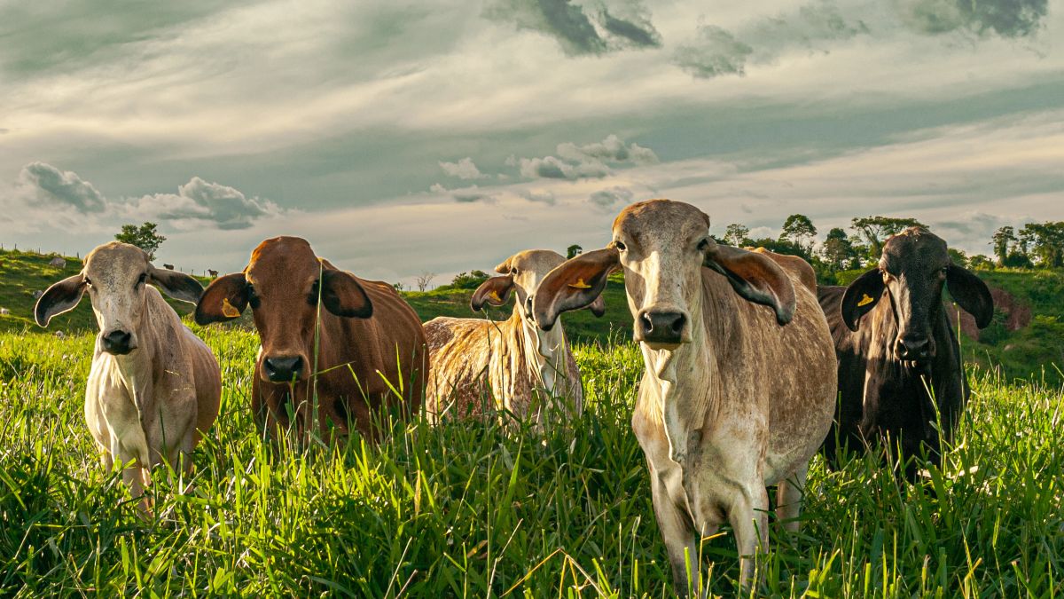 Quais são as melhores raças de gado de corte? - Summit Agro