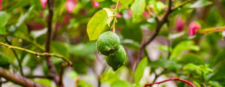 Conheça os tipos de limões mais populares no Brasil - Summit Agro