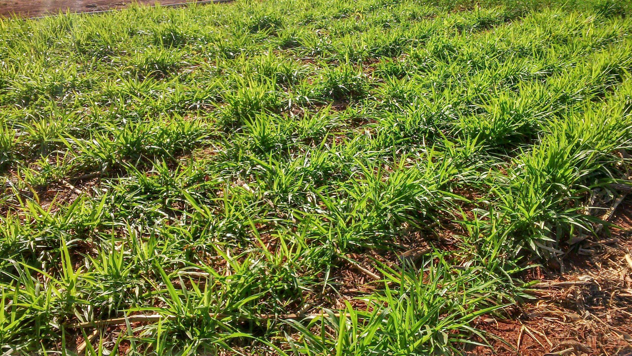 Quais são os tipos de braquiária e como fazer o manejo da planta ...